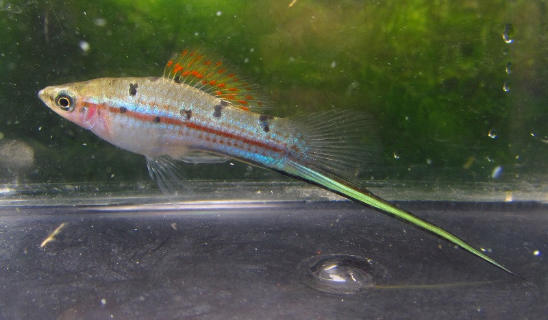 Green Swordtail - TRiN's Tropical Fish