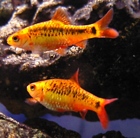 6 Gold Barb - TRiN's Tropical Fish