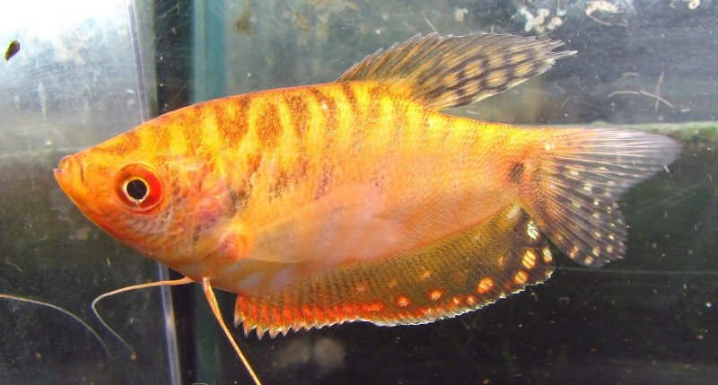 Gold Gourami - TRiN's Tropical Fish