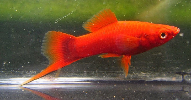 Red Velvet Swordtail - TRiN's Tropical Fish