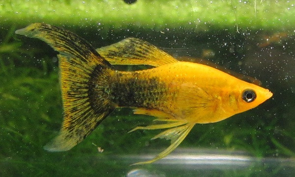 Gold Panda Lyretail Molly - TRiN's Tropical Fish