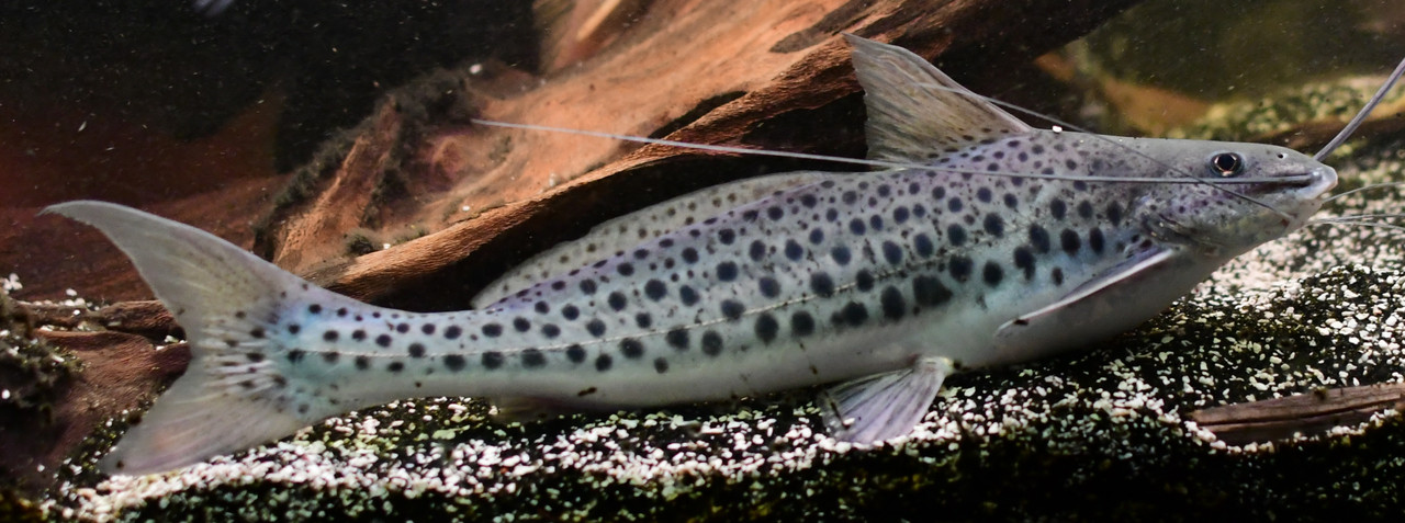 Marbled Hoplo Catfish