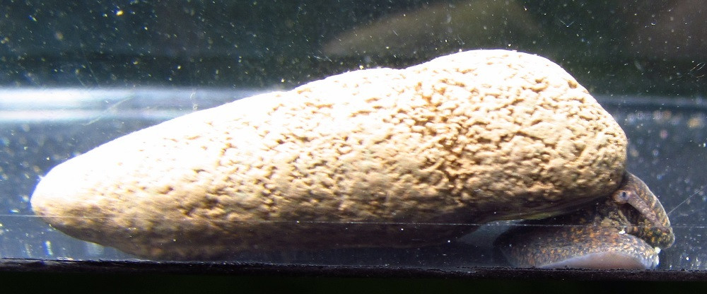 Chocolate Rabbit Snail - TRiN's Tropical Fish