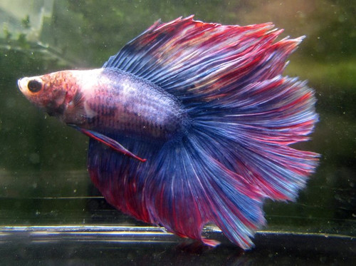 Pre-Order Assorted Color Double Tail Halfmoon Male Bettas - TRiN's ...