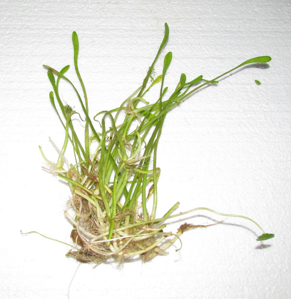 Micro Sword Giant - Clump - TRiN's Tropical Fish