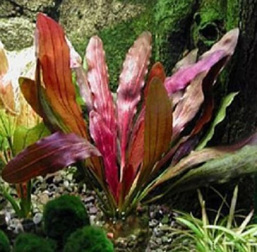 Red Rubin Sword - TRiN's Tropical Fish