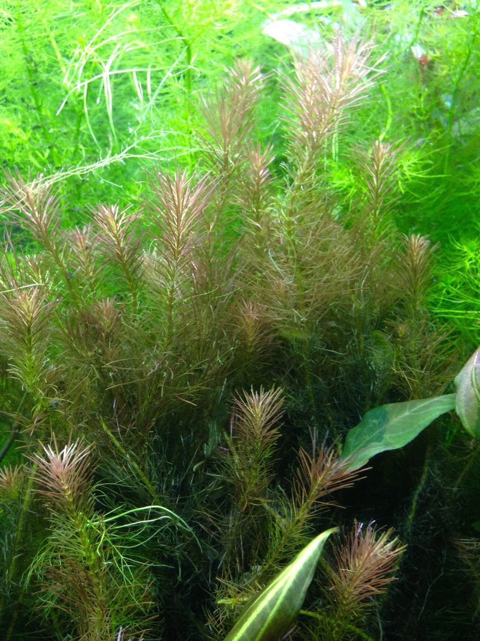 Rotala Wallichii - Bunch - TRiN's Tropical Fish