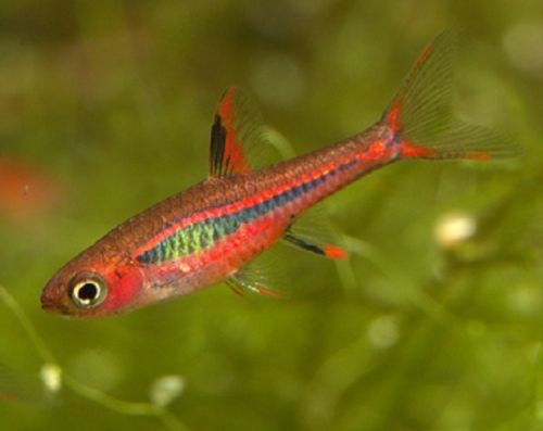 6 Chili Brigittae Rasbora - TRiN's Tropical Fish