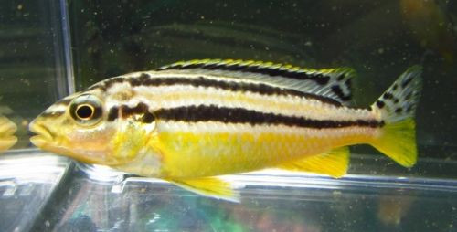 Auratus Cichlid - TRiN's Tropical Fish