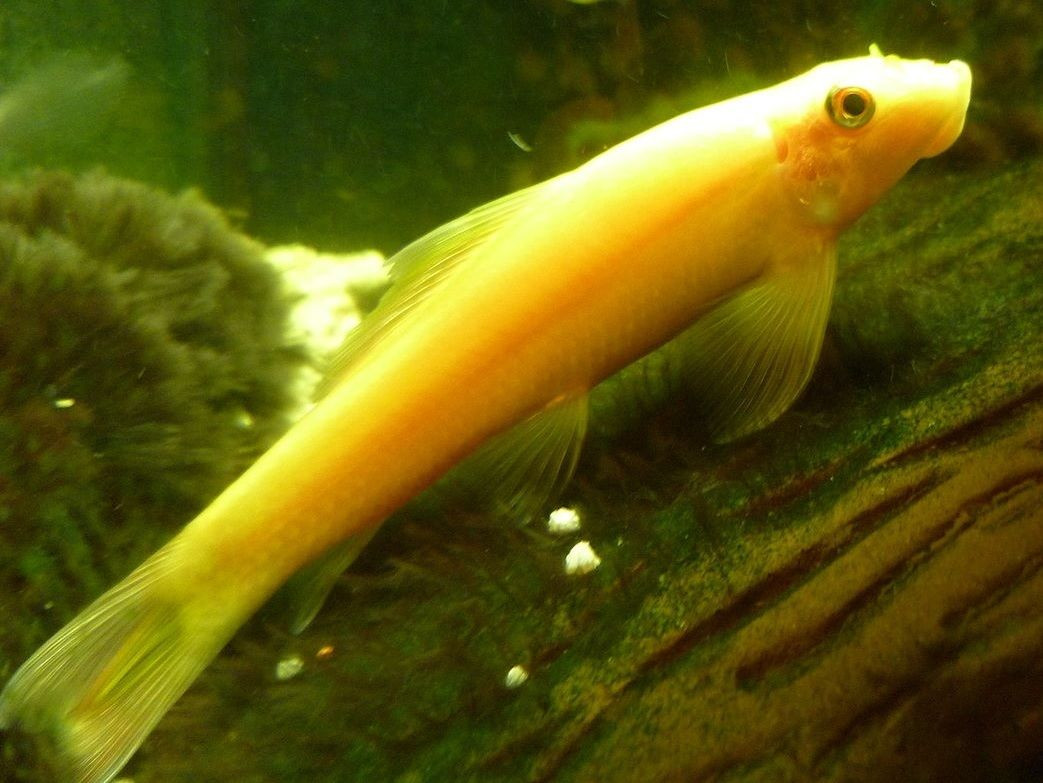 Gold Algae Eater - TRiN's Tropical Fish