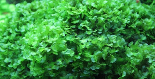 Subwassertang Moss - TRiN's Tropical Fish