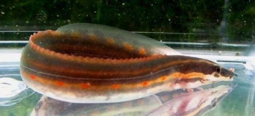 Fire Eel - TRiN's Tropical Fish