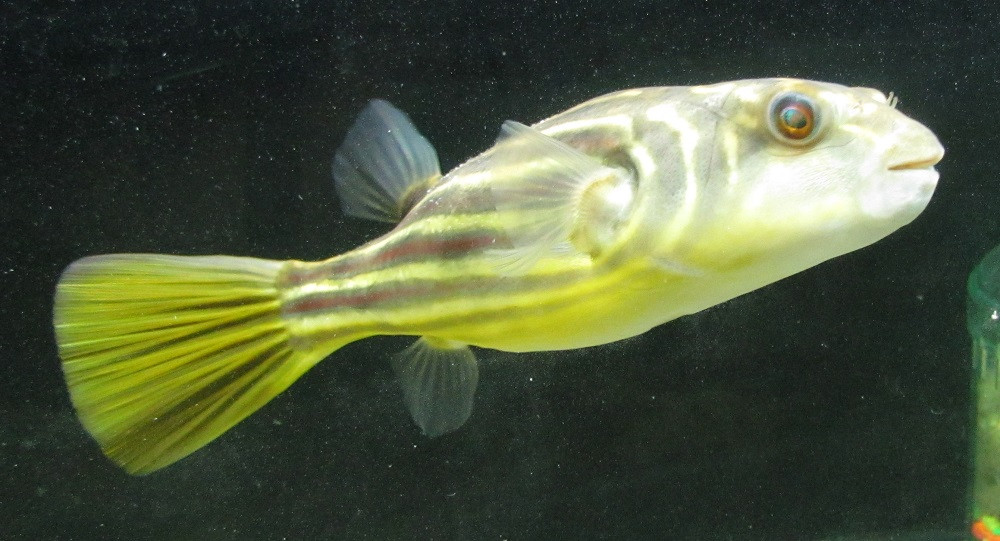 Fahaka Puffer - TRiN's Tropical Fish