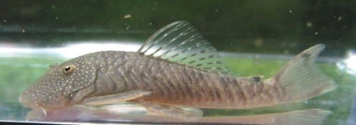 Rubber Lip Pleco - TRiN's Tropical Fish