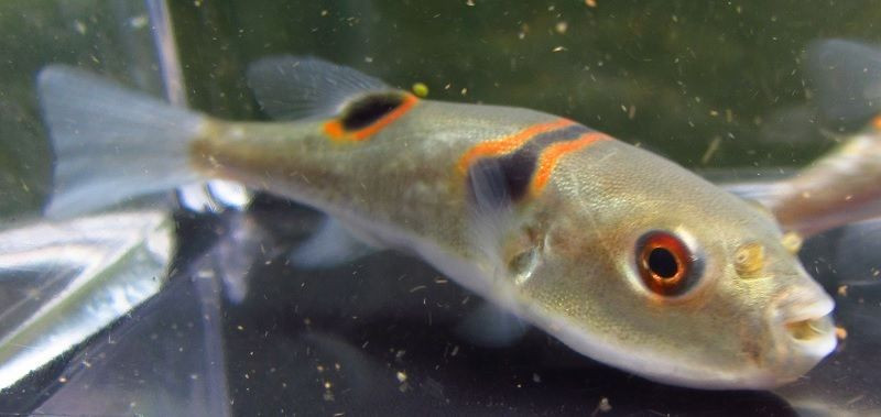 Orange Saddle Fugu Puffer - TRiN's Tropical Fish