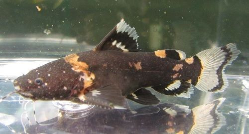 Black Bumblebee Catfish - TRiN's Tropical Fish