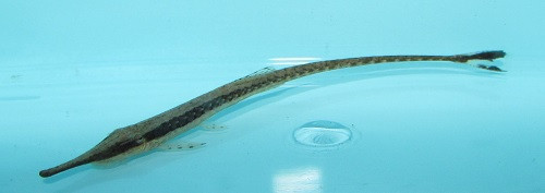 Farlowella Twig Catfish - TRiN's Tropical Fish