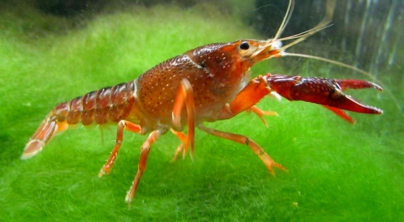 Red Crayfish - TRiN's Tropical Fish