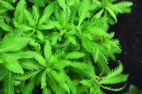 Mermaid Weed - TRiN's Tropical Fish