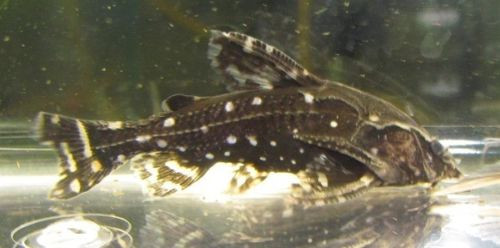 Spotted Raphael Catfish - TRiN's Tropical Fish