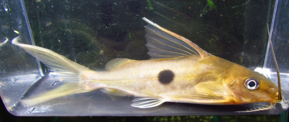 Synodontis Notatus Catfish - TRiN's Tropical Fish