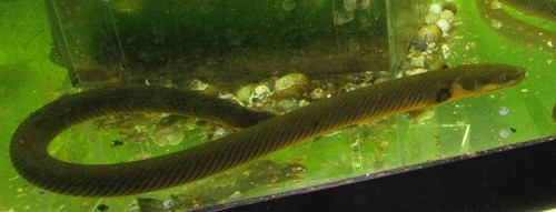 Rope Fish - TRiN's Tropical Fish