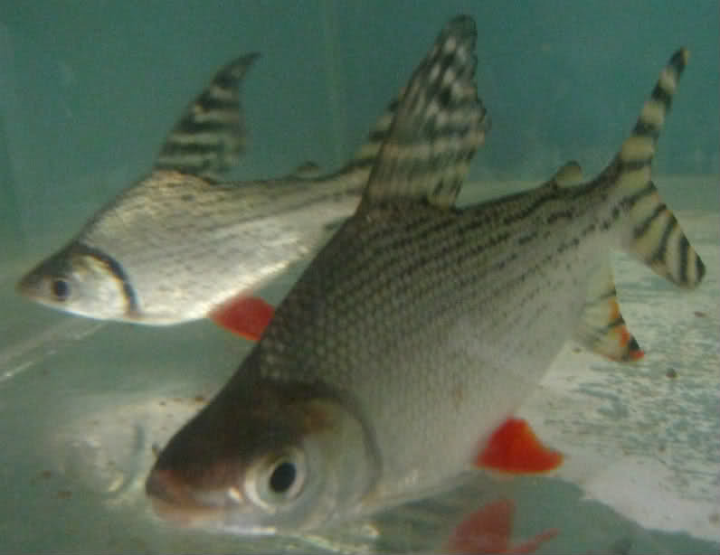 Redfin Flagtail Prochilodus - TRiN's Tropical Fish