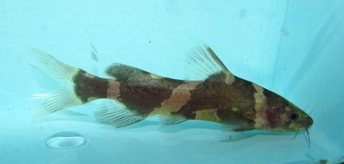 Asian Bumblebee Catfish - TRiN's Tropical Fish