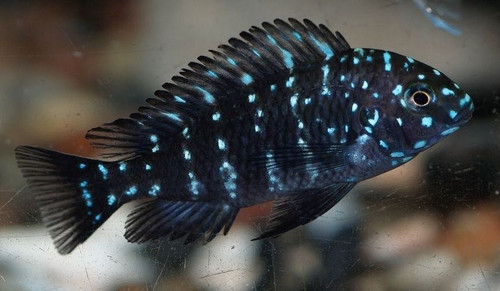 Tropheus Duboisi Cichlid - TRiN's Tropical Fish