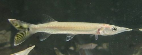South American Silver Gar - TRiN's Tropical Fish