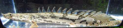 ☺TRiN's Tropical Fish | Endlicheri Bichir (Polypterus endlicheri)
