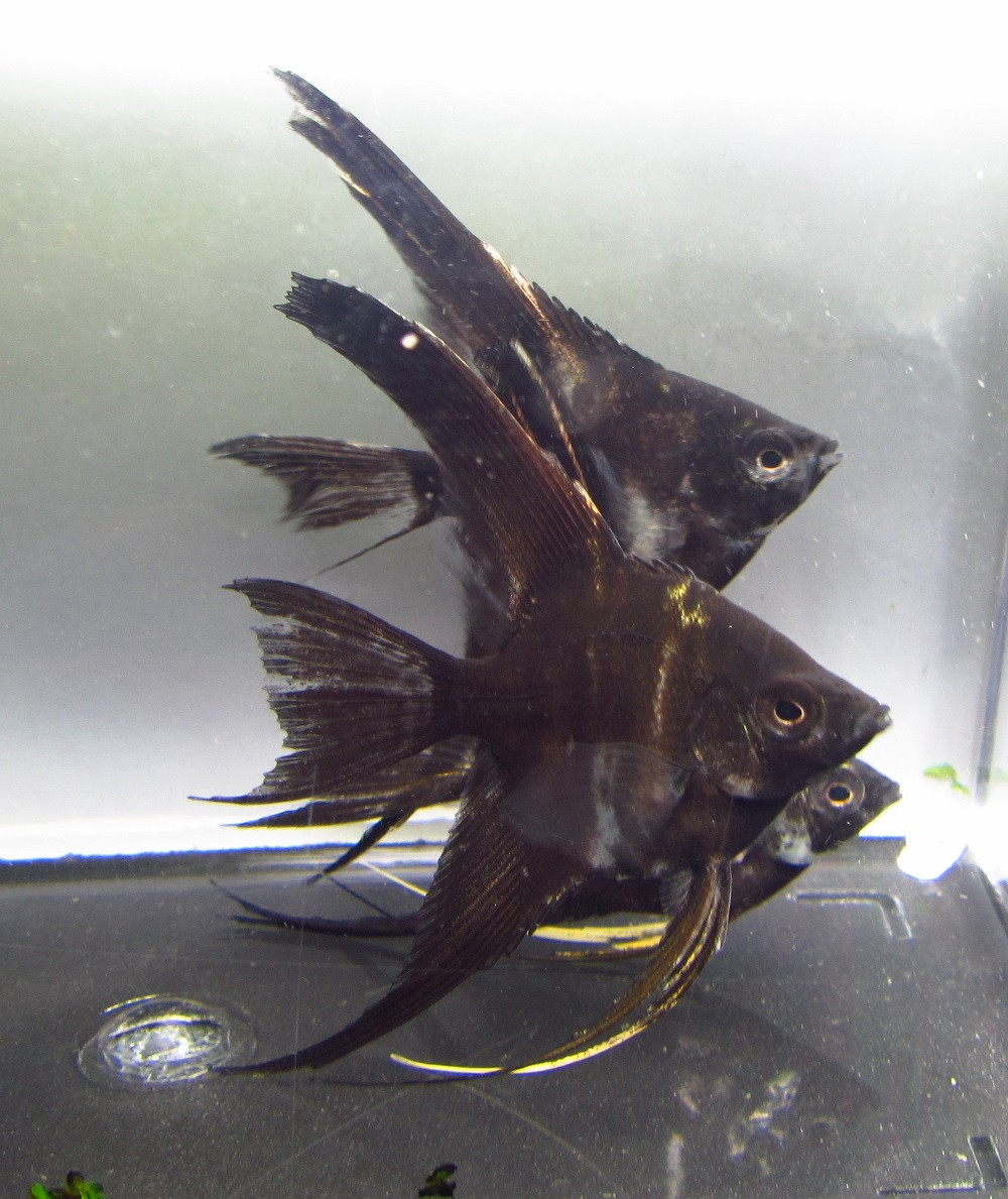 Black Marble Angelfish - TRiN's Tropical Fish