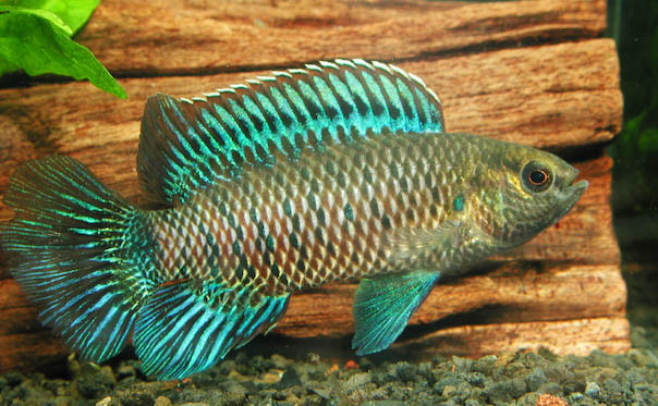 Badis Badis - TRiN's Tropical Fish