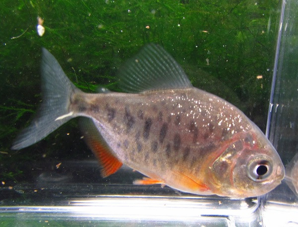 Red Belly Pacu 3-4" - TRiN's Tropical Fish