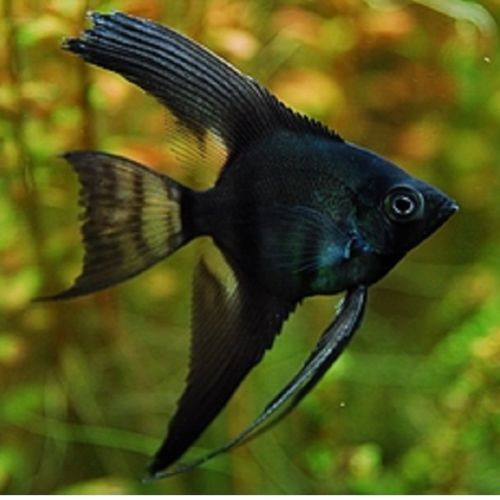 Black Angelfish - TRiN's Tropical Fish