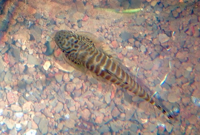 Zebra Hillstream Loach - TRiN's Tropical Fish