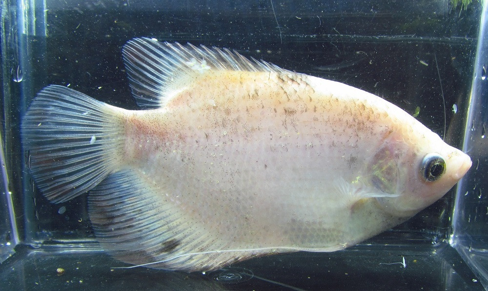 Gold Osphronemus Gourami (Osphronemus goramy)
