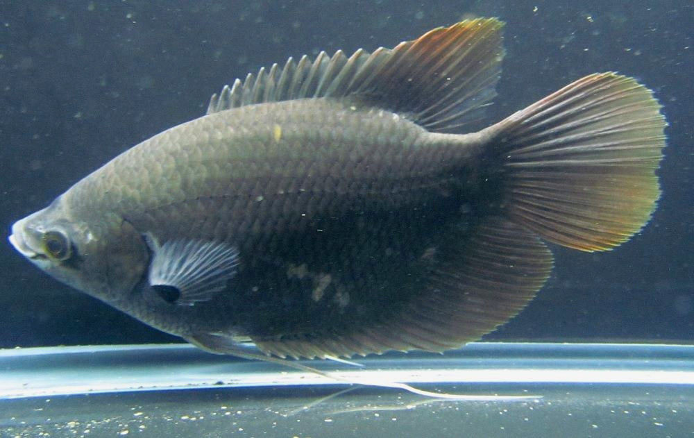 Giant Red Tail Gourami (Osphronemus laticlavius)