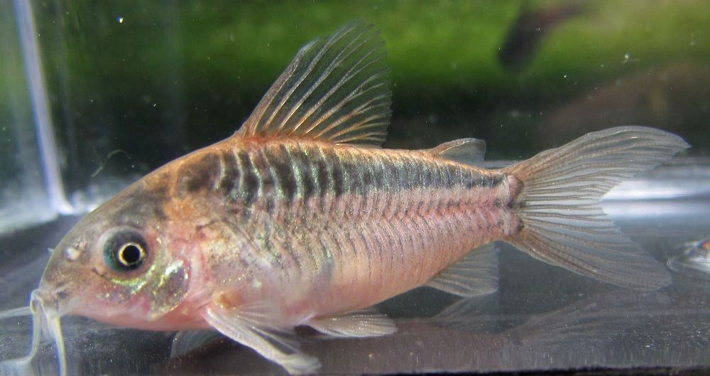 Elegant Corydoras Catfish - TRiN's Tropical Fish