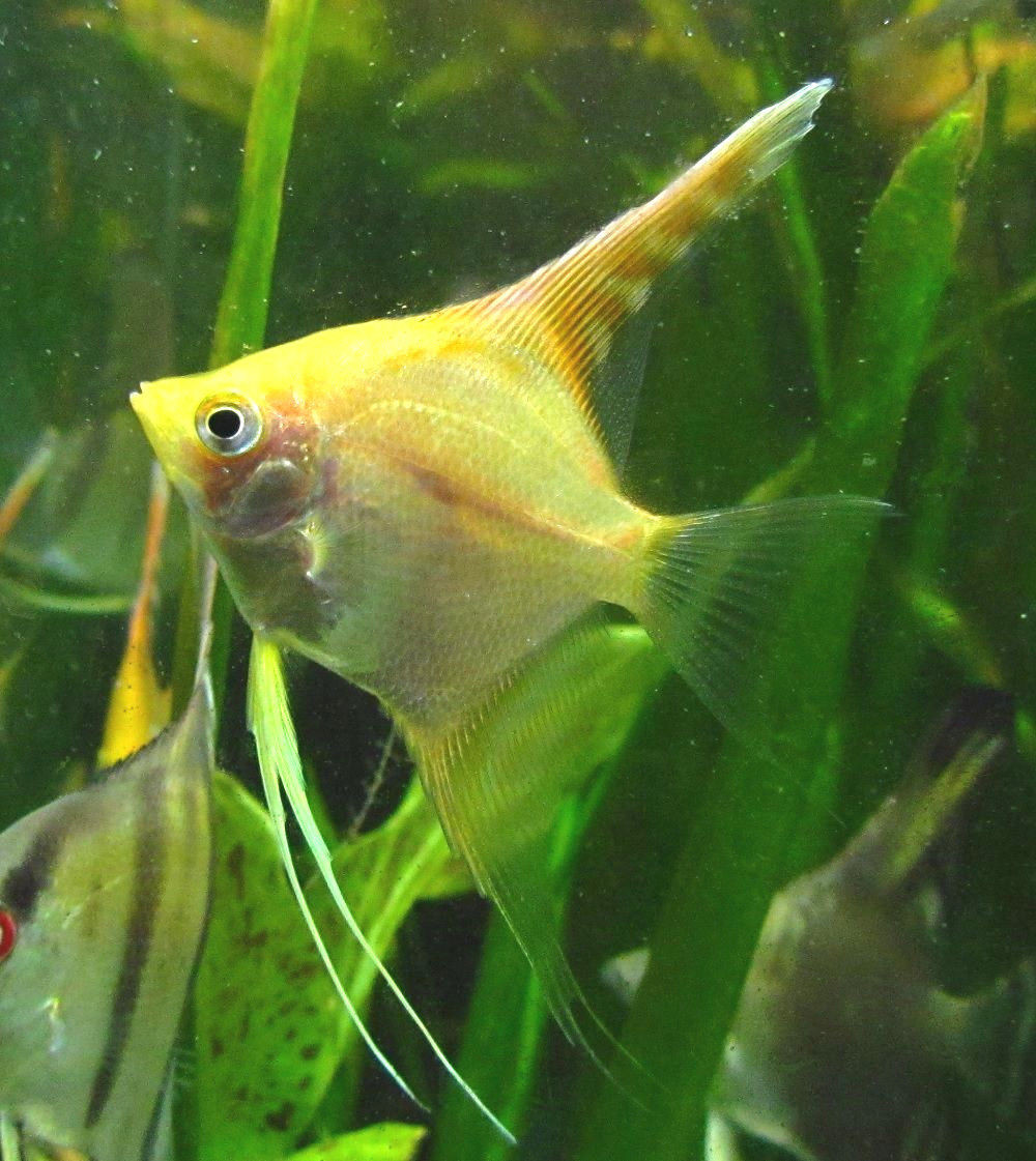 Gold Angelfish (Pterophyllum scalare)