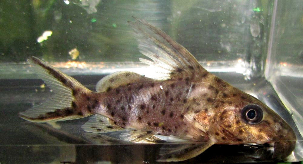 Synodontis Clarias Catfish