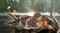 Synodontis Clarias Catfish