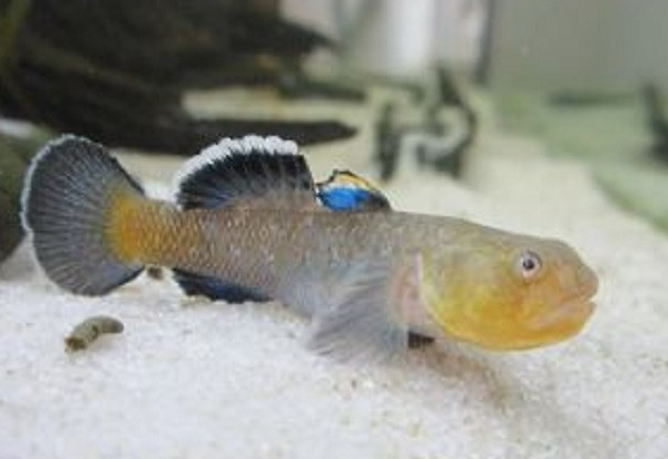 Australian Desert Goby (Chlamydogobius eremius)