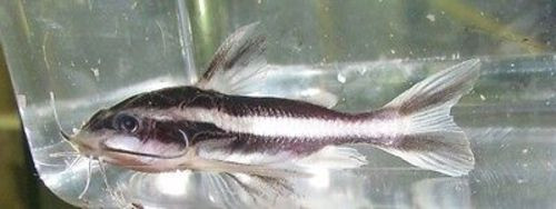 Striped Raphael Catfish - TRiN's Tropical Fish