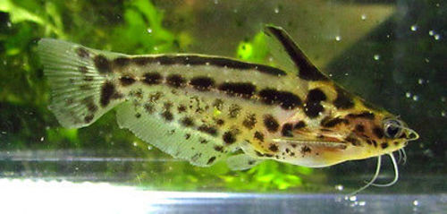 Wood Catfish - TRiN's Tropical Fish
