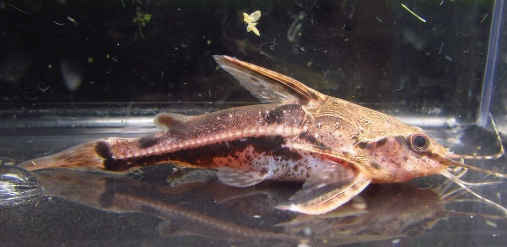 Talking Catfish - TRiN's Tropical Fish