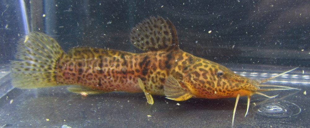 Zambezi Grunter Catfish (Parauchenoglanis ngamensis)