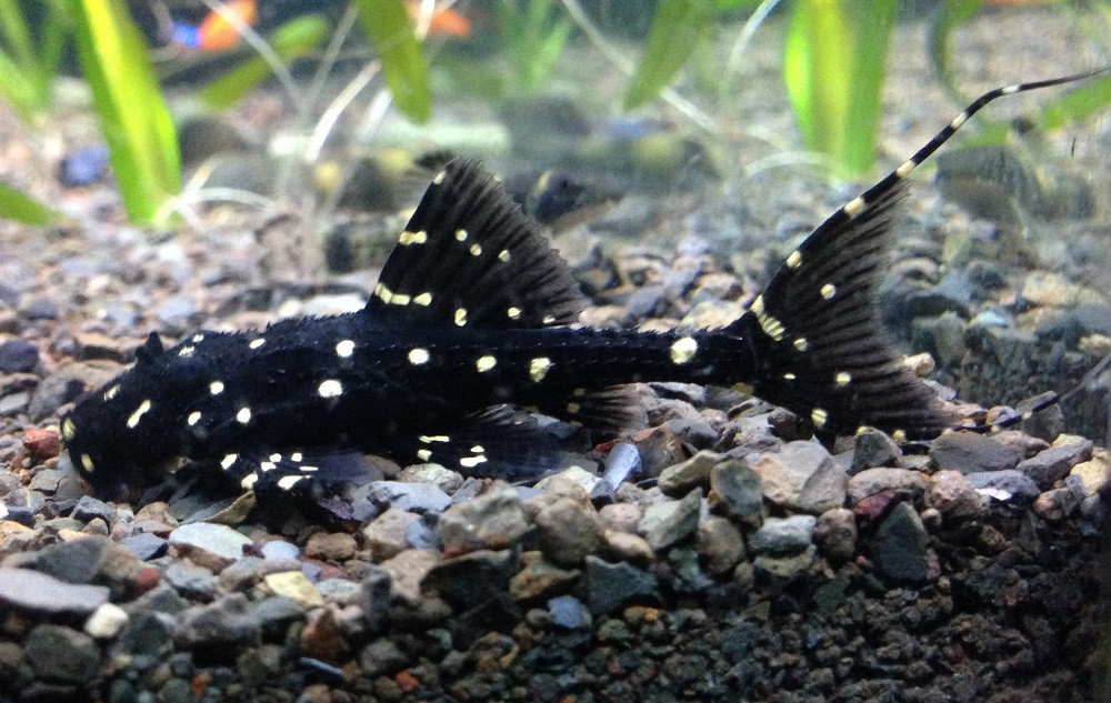 Acanthicus Adonis Pleco L-155