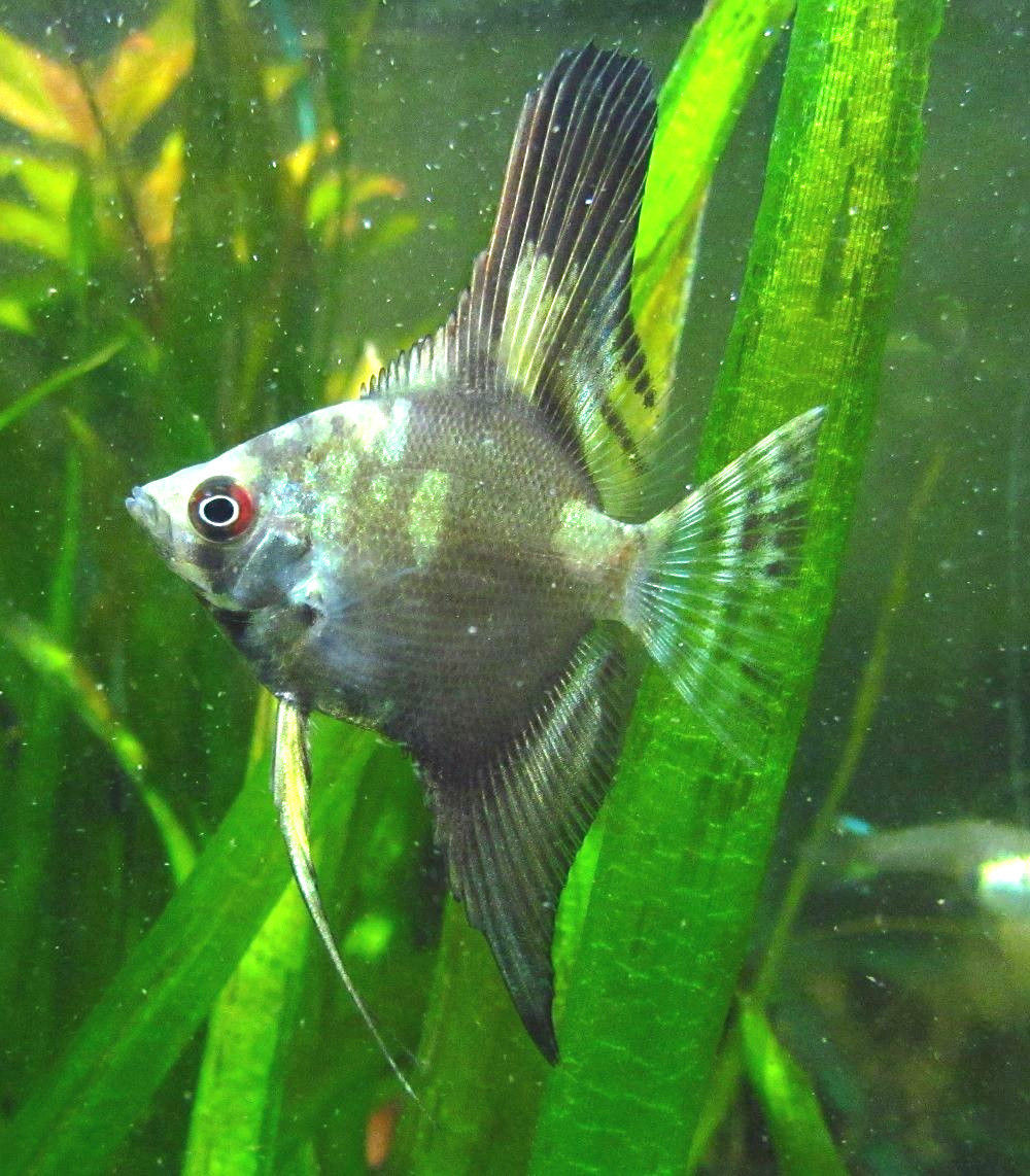 Smokey Angelfish