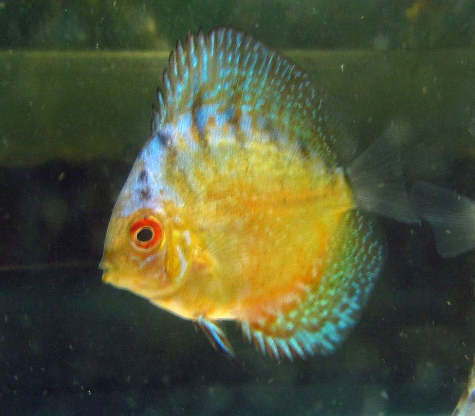 Speckled Discus